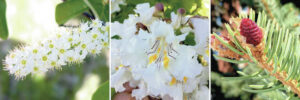 Dakota Gardener: The birds and the bees – and the trees! – Devil's Lake ...