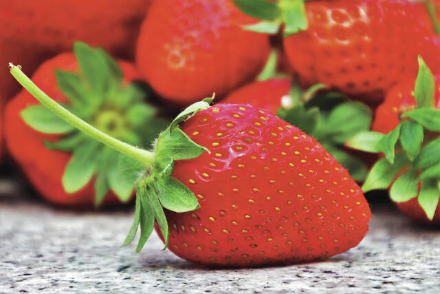 Dakota Gardener: Let’s start a berry patch! – Devil's Lake Daily Journal