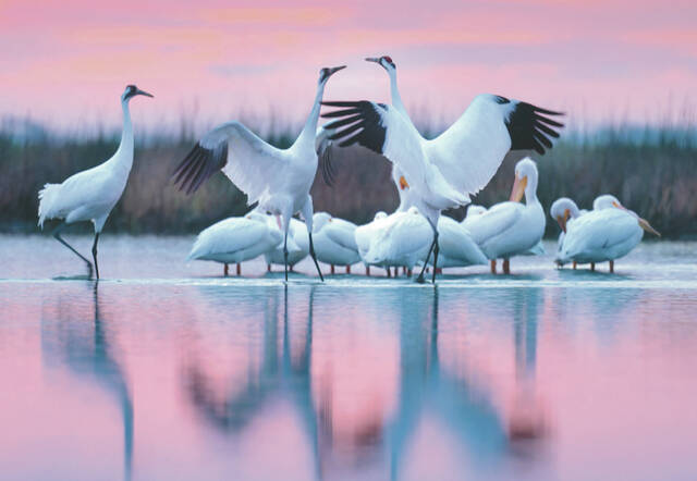 Duo bikes ‘Whooper Highway’ to document whooping crane’s continued ...
