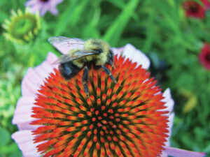 What’s the buzz about pollinators? – Devil's Lake Daily Journal