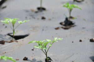 The USDA fired its experts on seed industry concentration. Then, it ...
